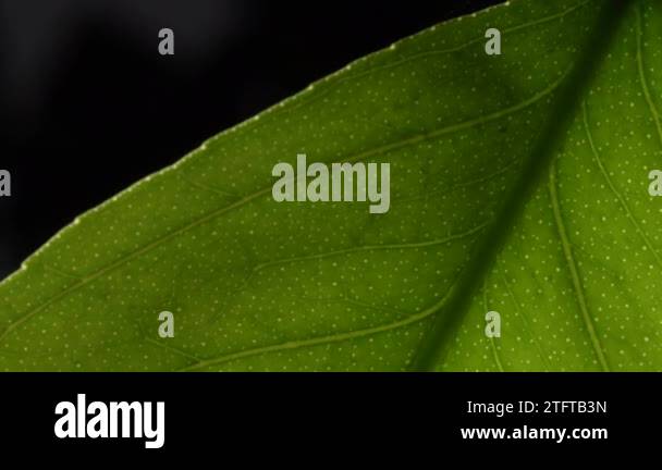 Lemon texture Stock Videos & Footage - HD and 4K Video Clips - Alamy