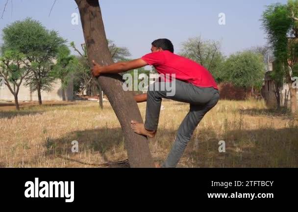 Young Indian Man climb up a acacia tree. Young Indian Man Climbing On ...