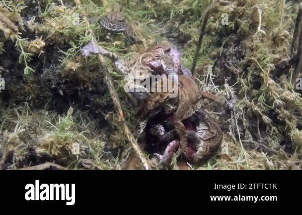 During the breeding time male Common toads (Bufo bufo) have formed ...