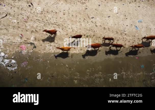 herd of cows aerial top down polluted beach with trash garbage plastic ...