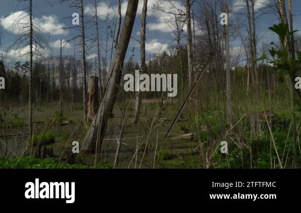 Spring landscape of the swamp in the forest.View of the green forest ...