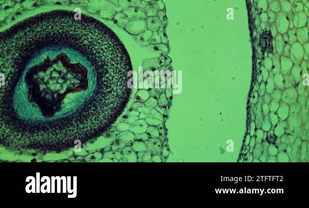 Tomato and pulp Stock Videos & Footage - HD and 4K Video Clips - Alamy