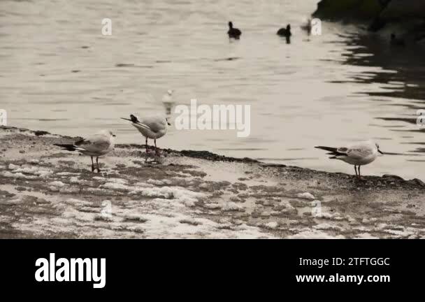 Winter crowd scene Stock Videos & Footage - HD and 4K Video Clips - Alamy