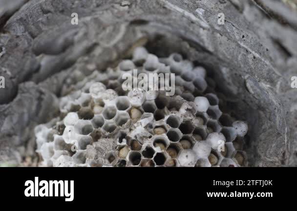Wasp cells with larvaes moving in the cells, top view Stock Video ...