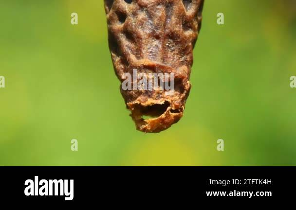 Wax cocoon with the larva of the future queen bee. The queen bee ...