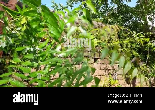 Neem leaves in tree. It's other names Azadirachta indica, nimtree and ...