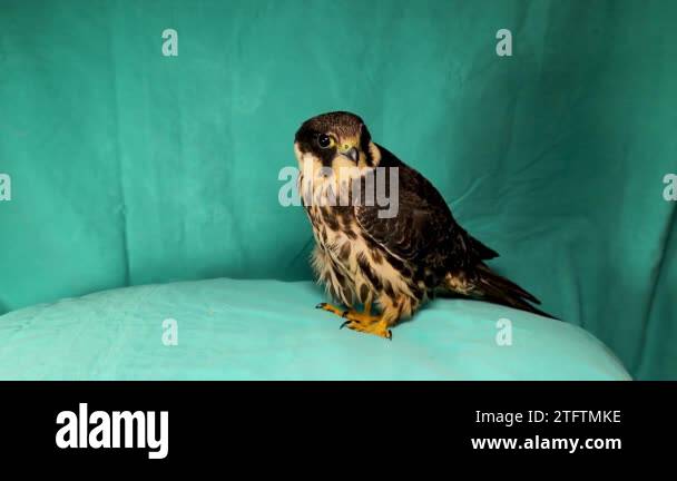 Eurasian hobby falcon falco Stock Videos & Footage - HD and 4K Video ...