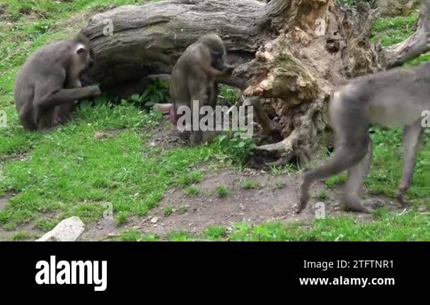 Mandrill dominant male mandrillus Stock Videos & Footage - HD and 4K Video Clips - Alamy