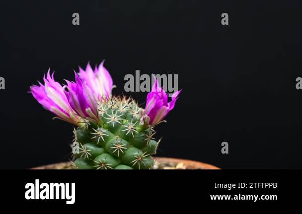 Cactus flowers and bud Stock Videos & Footage - HD and 4K Video Clips ...