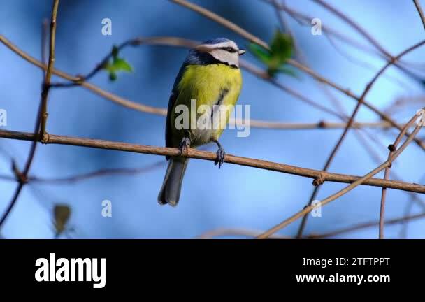 The Eurasian blue tit is a small passerine bird in the tit family ...