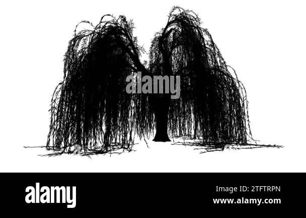 Weeping Willow Salix Babylonica Ornamental Tree Silhouette of Animated ...