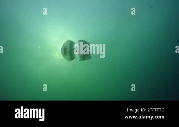 Jelly disk Stock Videos & Footage - HD and 4K Video Clips - Alamy