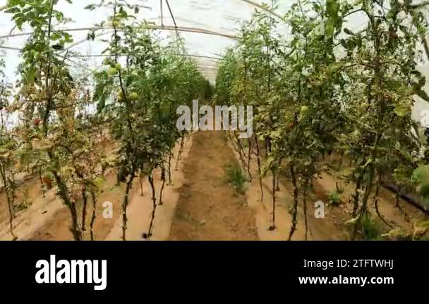 Tunnel farming Stock Videos & Footage - HD and 4K Video Clips - Alamy