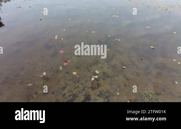 autumn leaves on the water. leaf in clear water. autumn leaves float on the water. clear water ...