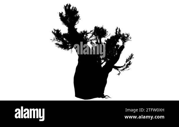 Pinus longaeva art Stock Videos & Footage - HD and 4K Video Clips - Alamy