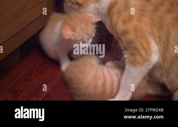 A litter of cute orange Chinese pastoral cats, the mother cat ...