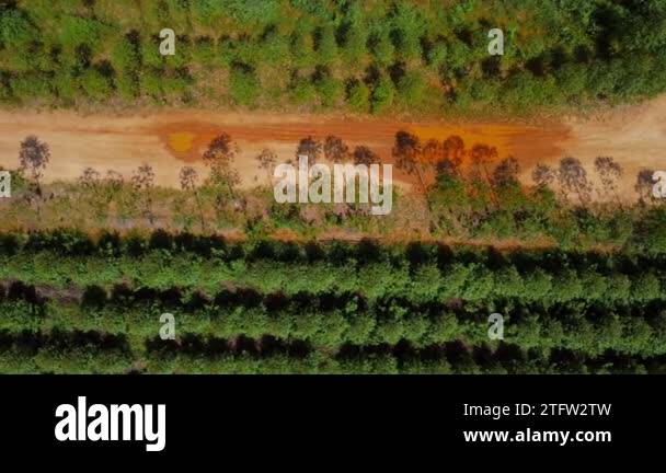 Eucalyptus plantations Stock Videos & Footage - HD and 4K Video Clips - Alamy