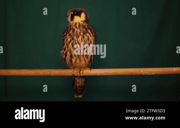 Hawk nose Stock Videos & Footage - HD and 4K Video Clips - Alamy