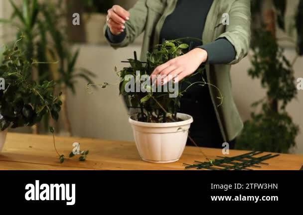 Home greenery Stock Videos & Footage - HD and 4K Video Clips - Alamy