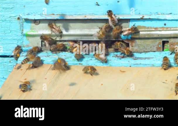 Pollen colour Stock Videos & Footage - HD and 4K Video Clips - Alamy