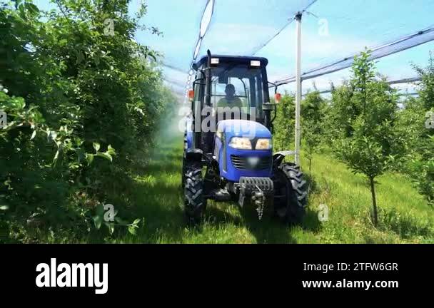 Farmer Driving Tractor And Spraying Apple Orchard Covered With Hail ...