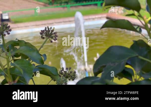 Ifrane lion Stock Videos & Footage - HD and 4K Video Clips - Alamy