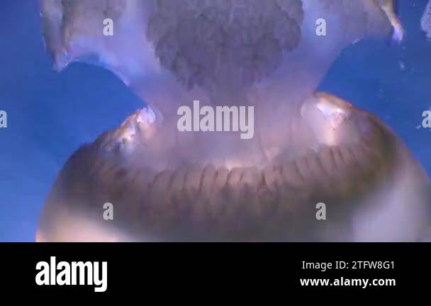 Floating in the thickness (Rhizostoma pulmo), commonly known as the ...