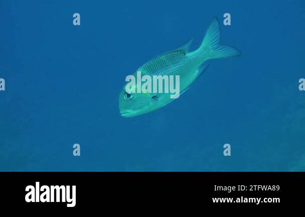 Red eyed bream Stock Videos & Footage - HD and 4K Video Clips - Alamy