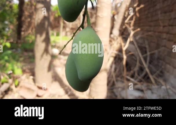 Mango hanging on the tree. Raw mango in tree . Mango is a popular fruit ...