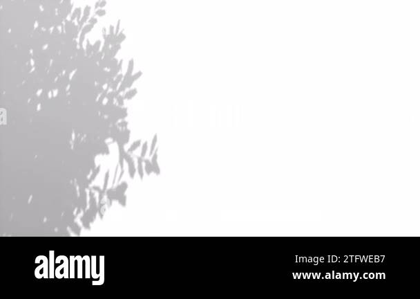 Leaves Sunshine natural shadow Sun light on white wall space for ...