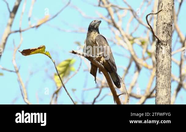 Oriental honey buzzard bird on a tree branch on nature background. Hawk ...