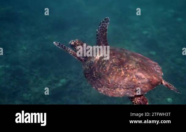 Hawksbill sea turtle swimming above the coral reef on sunny rays. Hawks ...