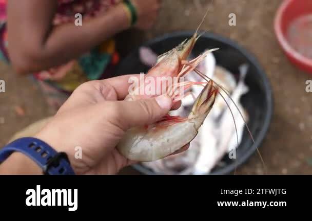 Fresh caught prawns Stock Videos & Footage - HD and 4K Video Clips - Alamy