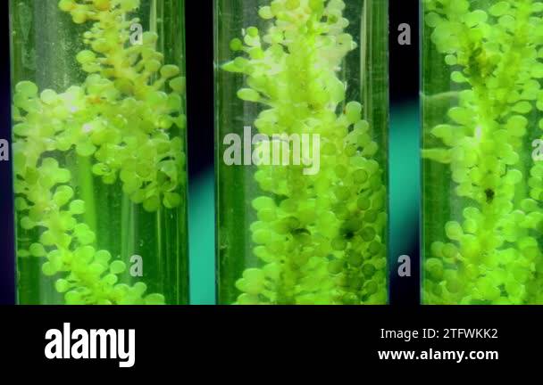 Biofuel production algae Stock Videos & Footage - HD and 4K Video Clips ...