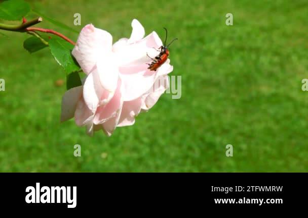 Rose horn Stock Videos & Footage - HD and 4K Video Clips - Alamy