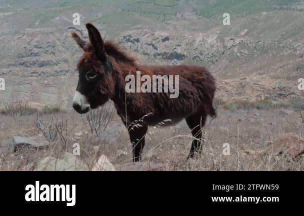 Donkey looking at camera Stock Videos & Footage - HD and 4K Video Clips ...