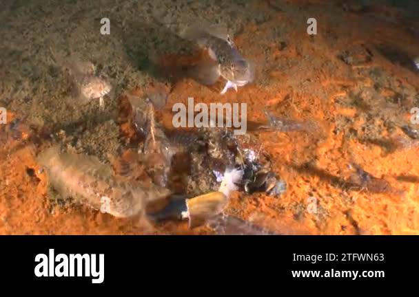 Fish and shrimps on the deck of the sunken ship Stock Video Footage - Alamy