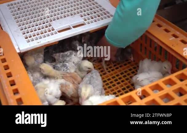 Female hands take chickens out of the shipping box, top view. Poultry ...