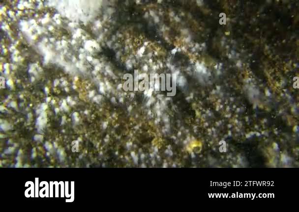Colony polyps Stock Videos & Footage - HD and 4K Video Clips - Alamy