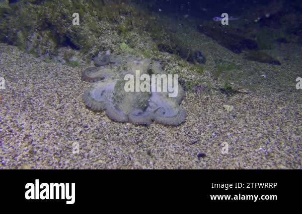 Common octopus (Octopus vulgaris) nestled to the sandy bottom, twisting ...