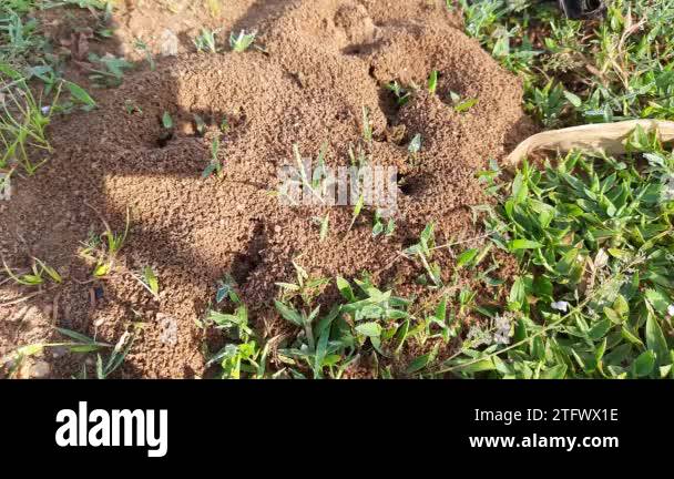 Colony of ants. Ants are making their home and Digging the soil from ...