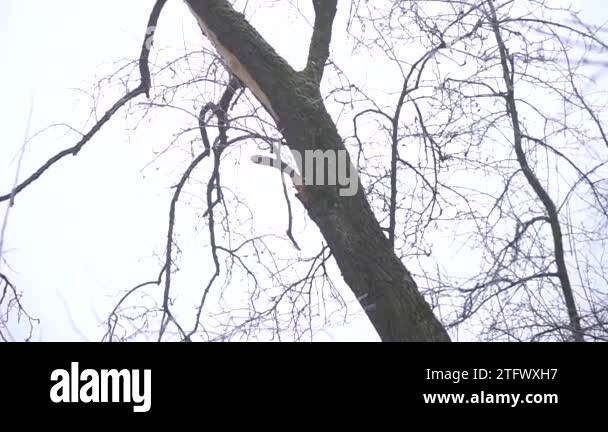Cut spring forest in heavy fog. Industrial procurement of firewood ...
