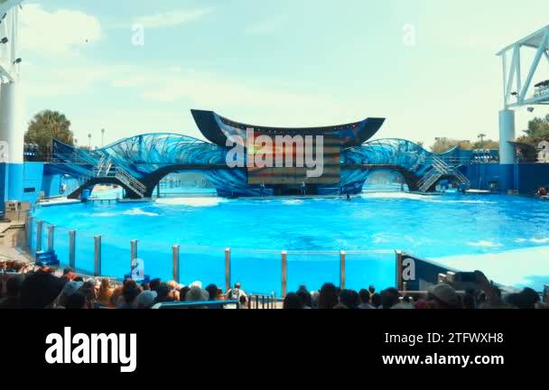 Killer Whales Perform During the Shamu Show at Sea World Orlando - One ...