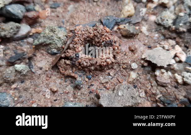 Colony of ants. Ants are making their home and Digging the soil from ...