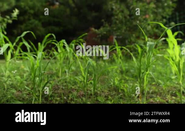 Young farmer weeding in a corn field Stock Videos & Footage - HD and 4K ...