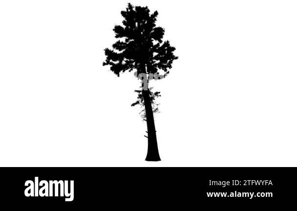 Tall tree silhouette Stock Videos & Footage - HD and 4K Video Clips - Alamy