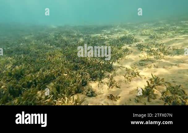 Surf grass underwater Stock Videos & Footage - HD and 4K Video Clips ...