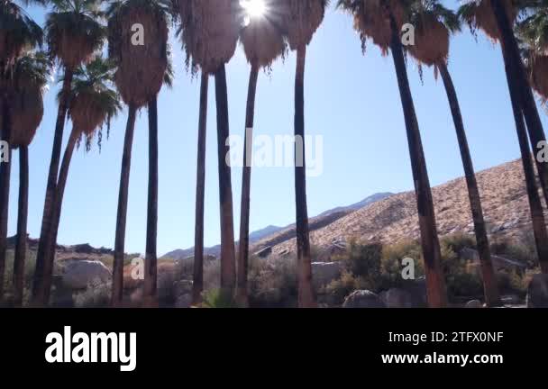 Dry climate plants Stock Videos & Footage - HD and 4K Video Clips - Alamy