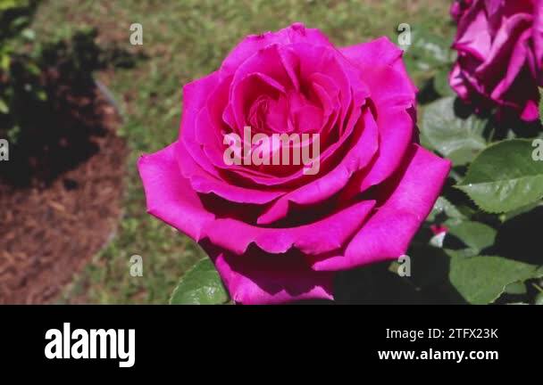 Hybrid tea rose flower Stock Videos & Footage - HD and 4K Video Clips ...