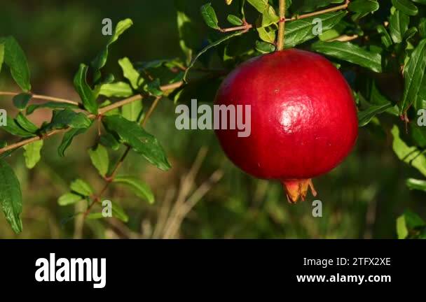 Pomegranate growing on a tree Stock Videos & Footage - HD and 4K Video ...